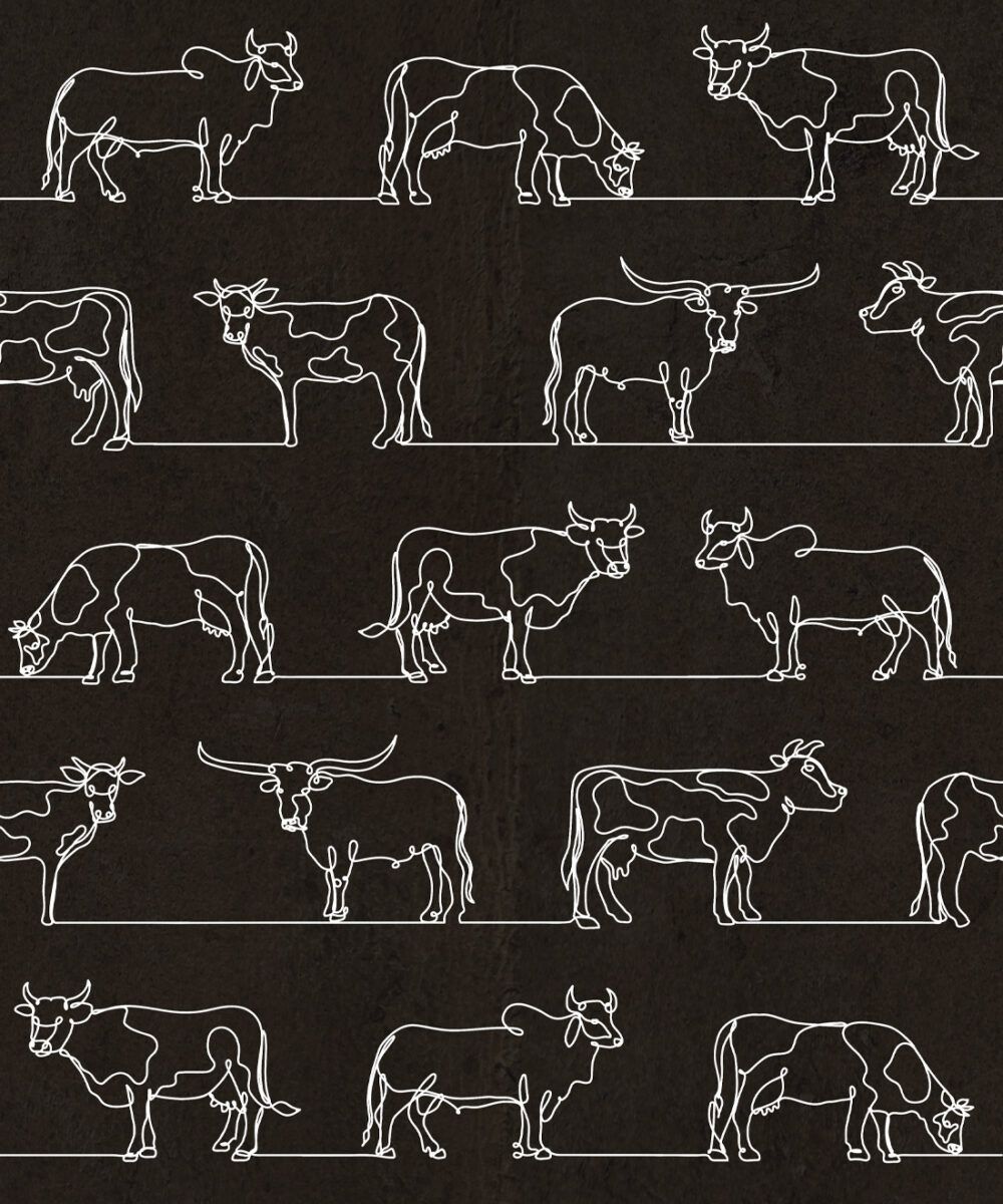 The Herd Wallpaper • Grazing Minimalist Cows • Milton & King